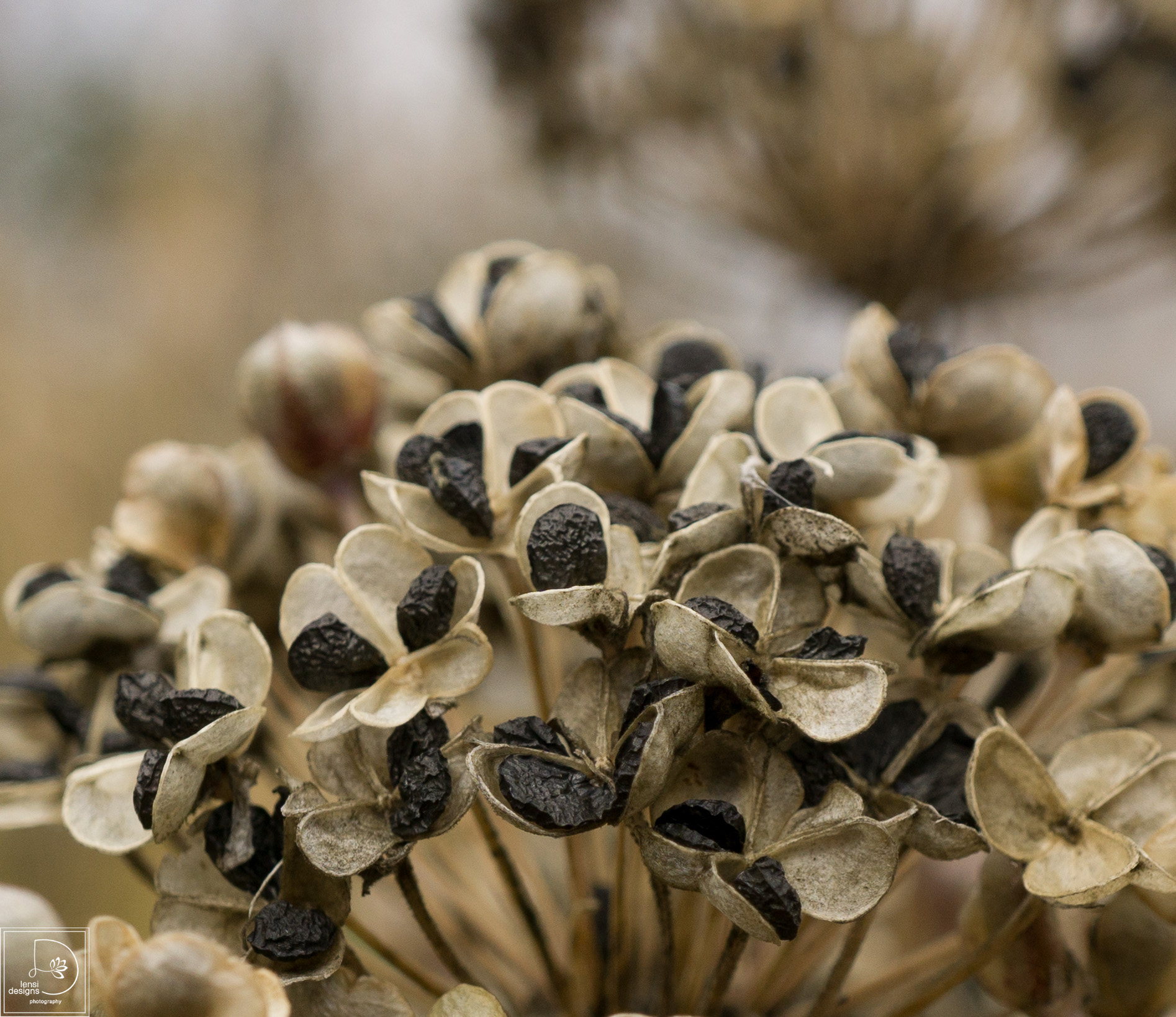 HANDY TIPS for autumn garden clean up (Seed heads for Flower Arranging ...